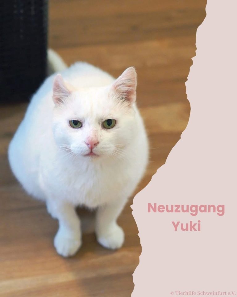 Neuzugang Yuki – Tierhilfe Schweinfurt – Stark für Tiere in Unterfranken e.V.